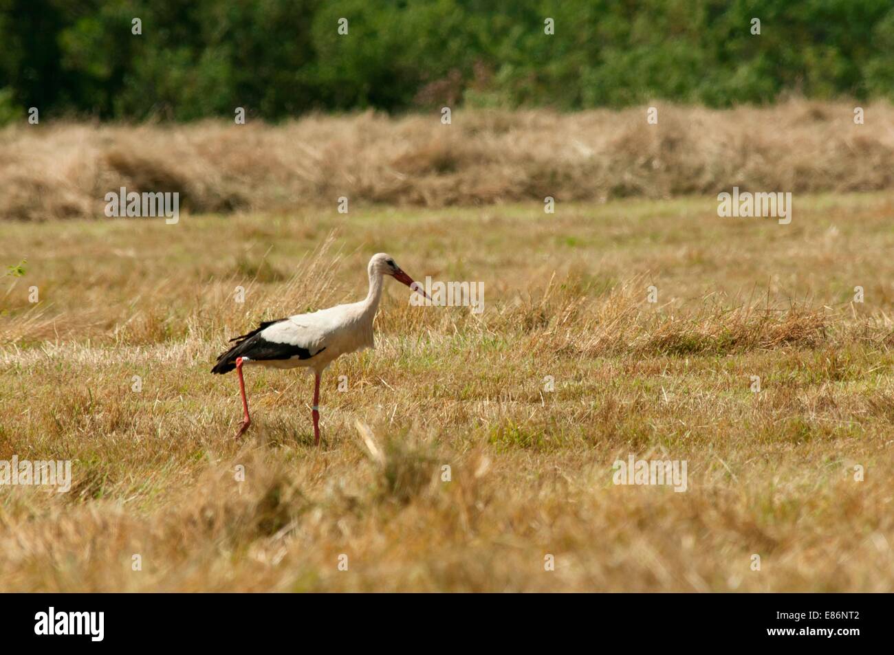 Ciconia in habitat Stock Photo - Alamy
