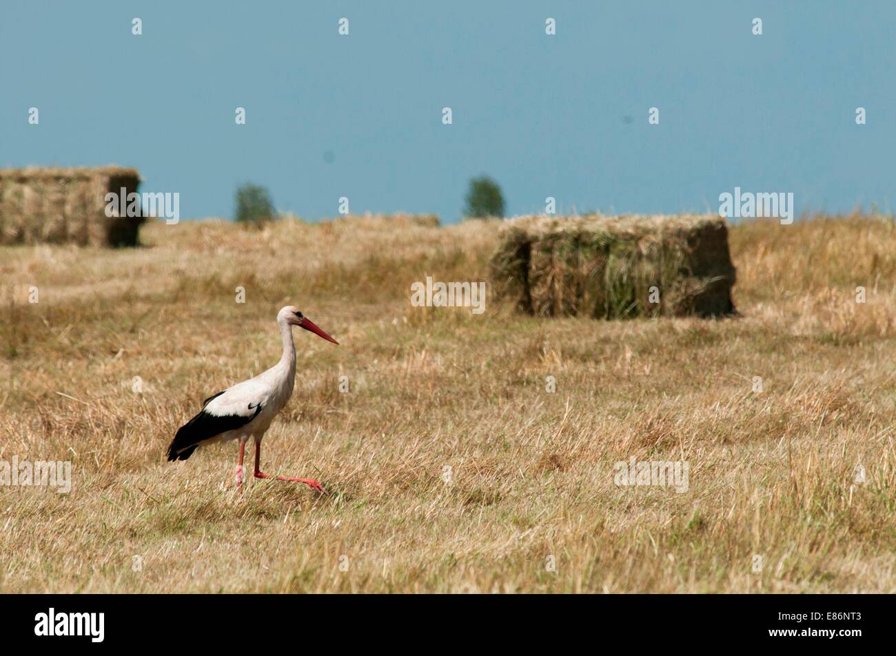Ciconia in habitat Stock Photo - Alamy