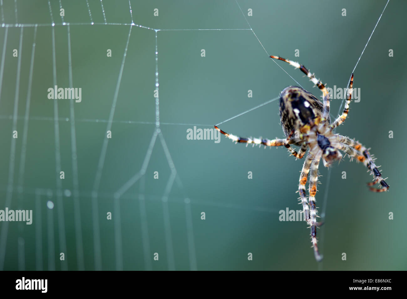 A spider sits in her net in Cologne (North Rhine-Westphalia), Germany ...