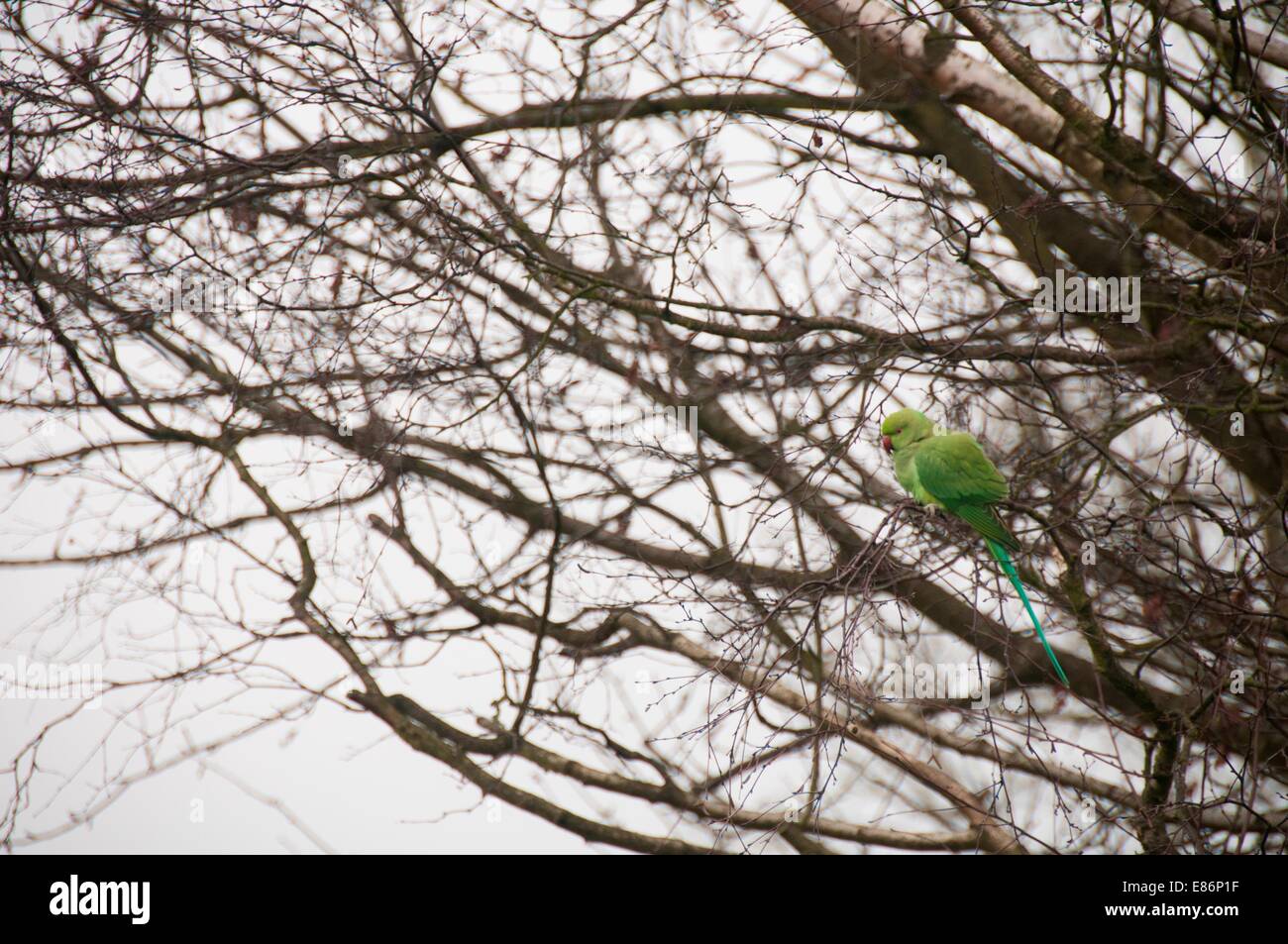 A parrot in a tree Stock Photo - Alamy