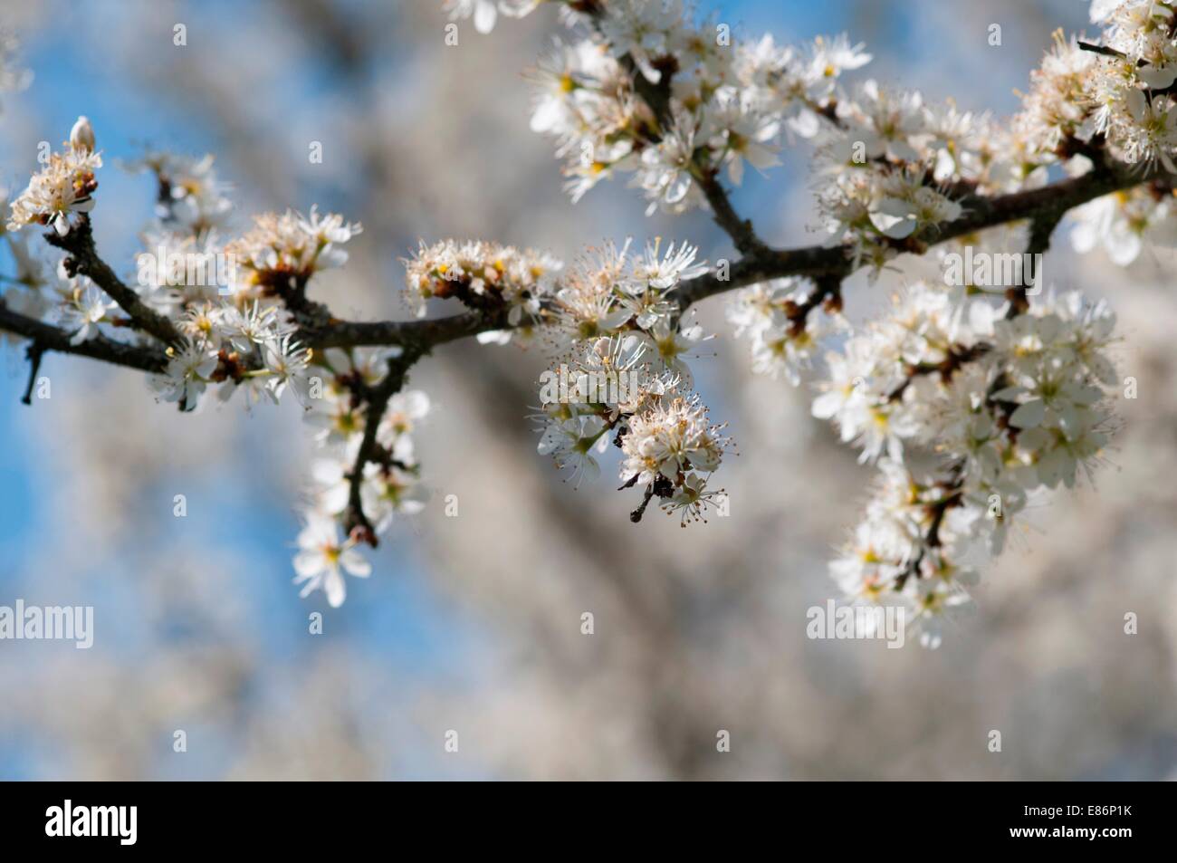 A flowering tree Stock Photo - Alamy