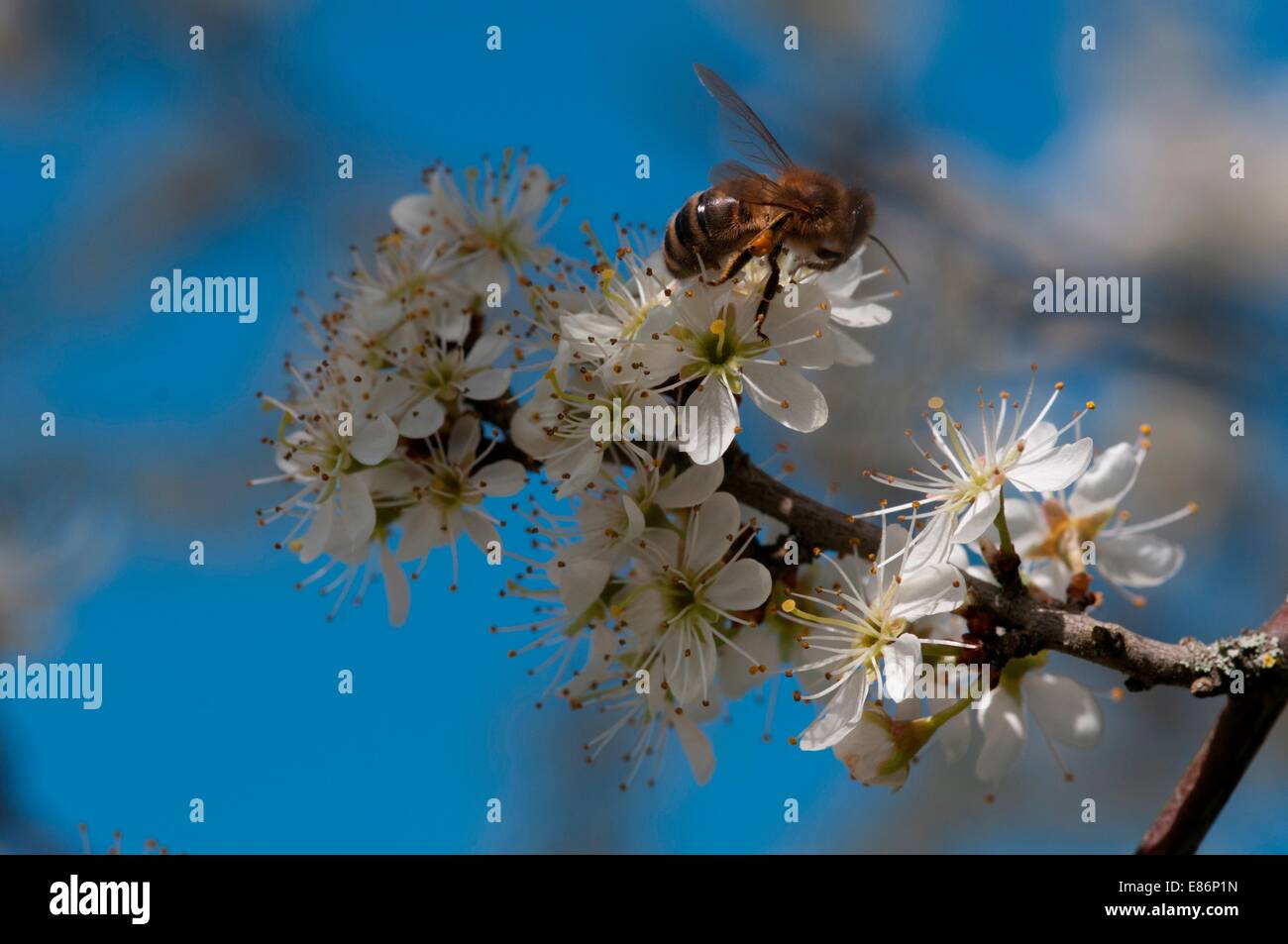 A insect pollinating flowers Stock Photo - Alamy