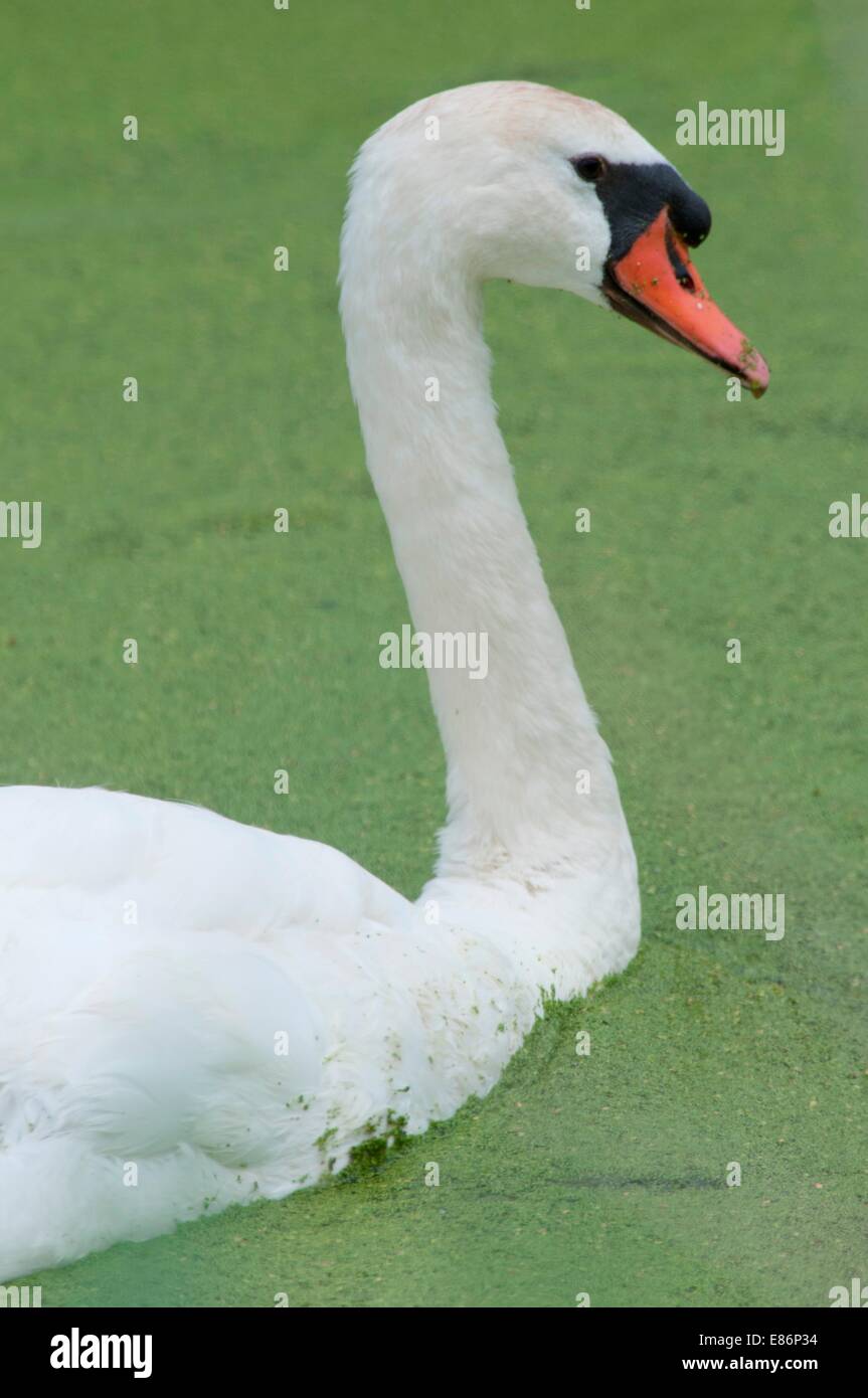 A swan swimming in some algae Stock Photo - Alamy