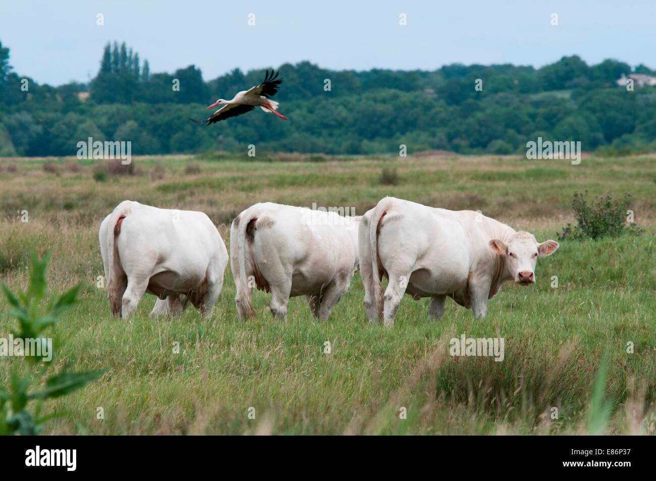 Bird flying over cows in hi-res stock photography and images - Alamy
