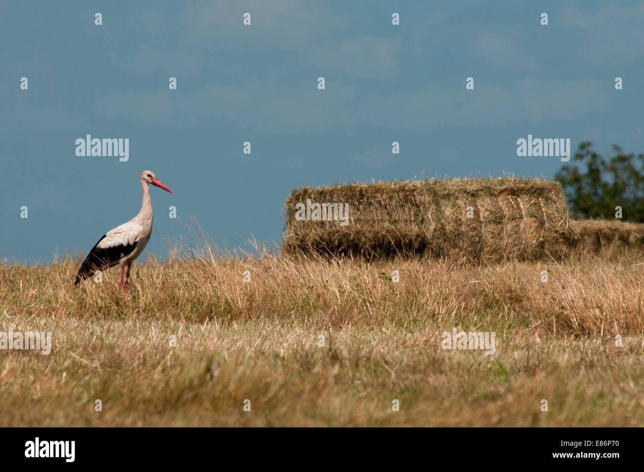 Ciconia in habitat Stock Photo - Alamy