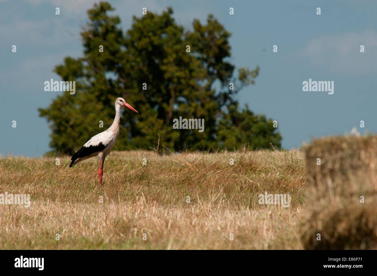 Ciconia in habitat Stock Photo - Alamy