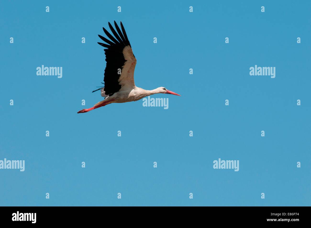 Ciconnia flying aginst a clear blue sky Stock Photo - Alamy