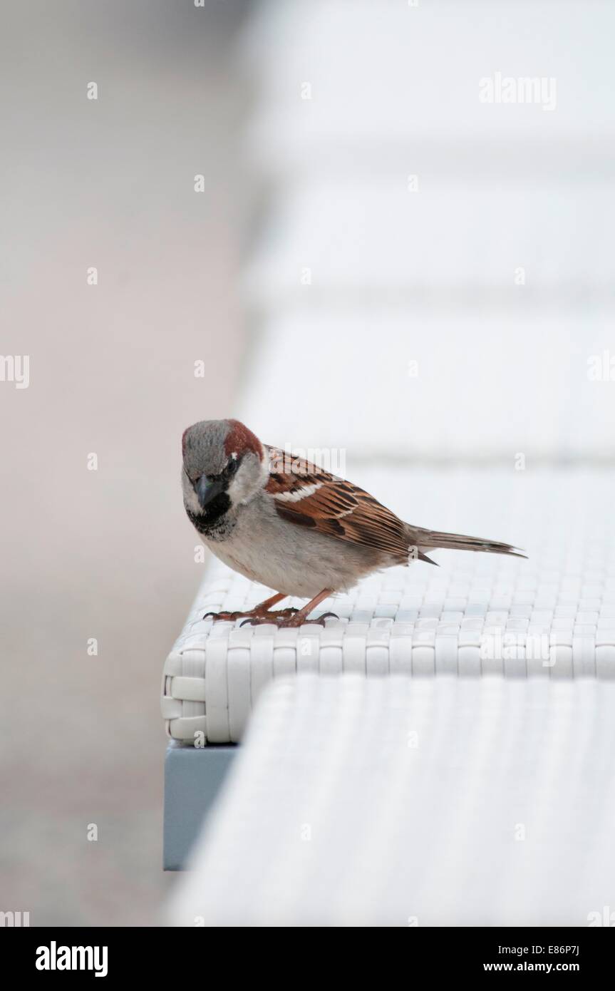 Sparrow on seat Stock Photo - Alamy