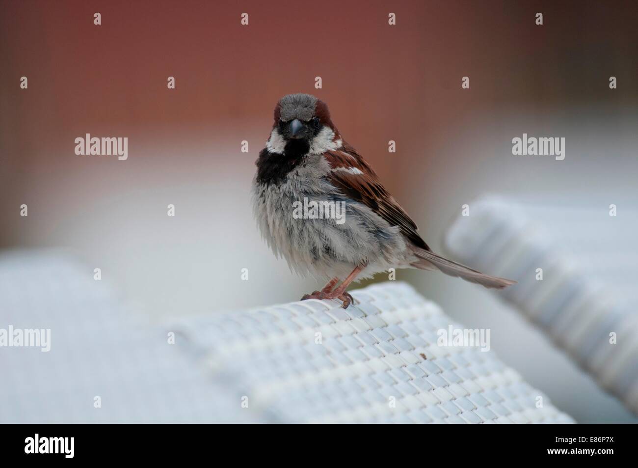 Sparrow on a seat Stock Photo - Alamy