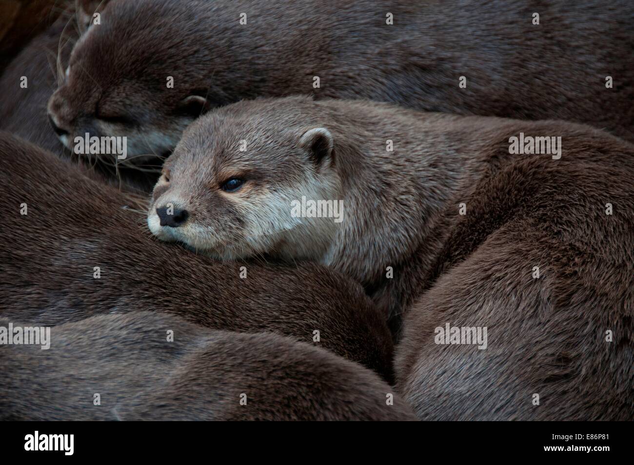 Close-up of an otter family cuddled together Stock Photo - Alamy