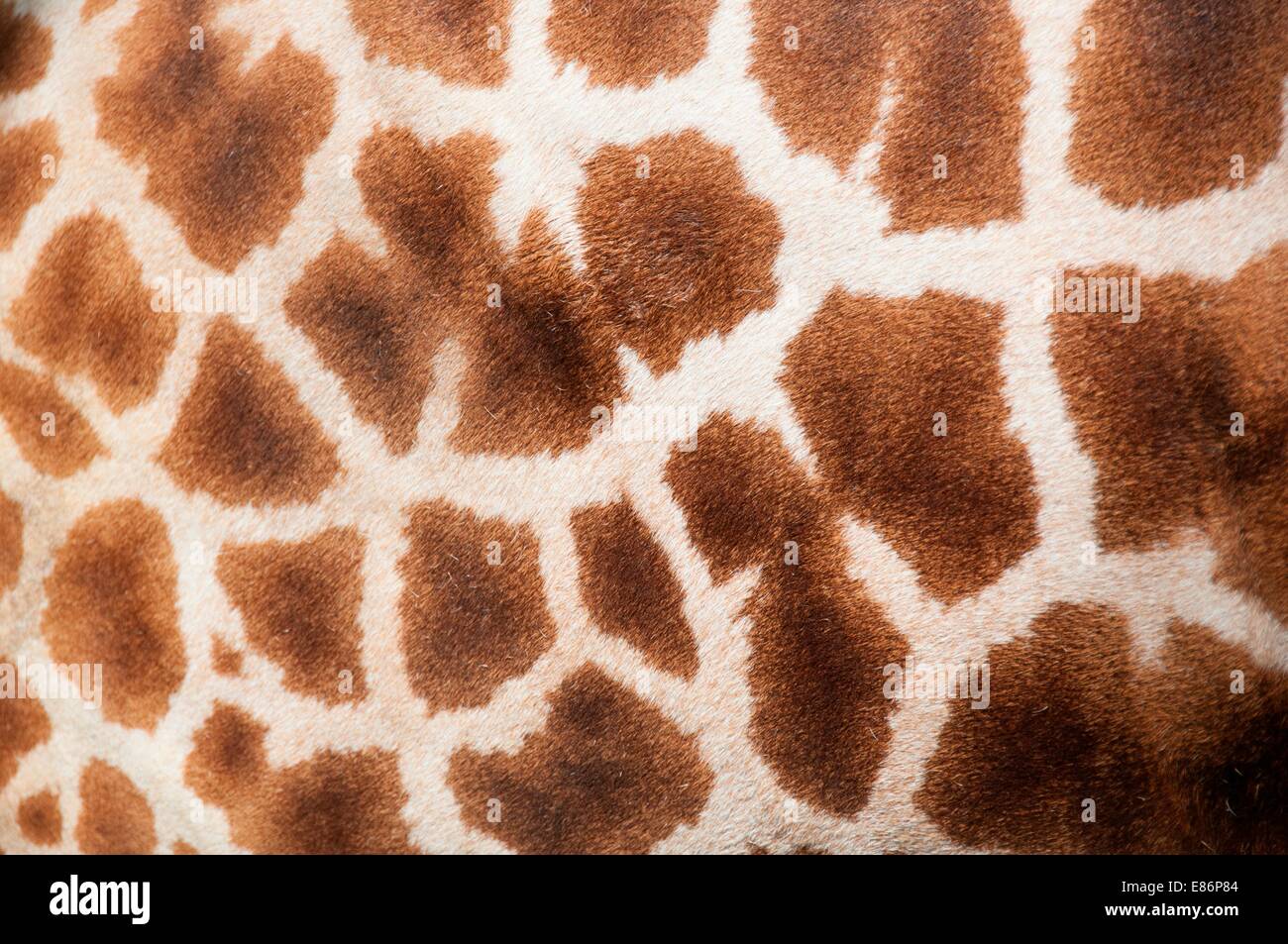 Abstract of giraffe pattern Stock Photo - Alamy