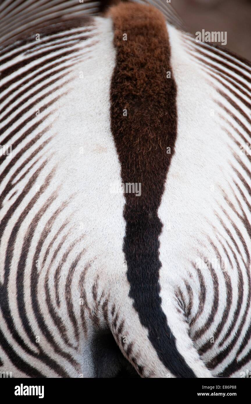 Close-up of a zebras bottom Stock Photo - Alamy