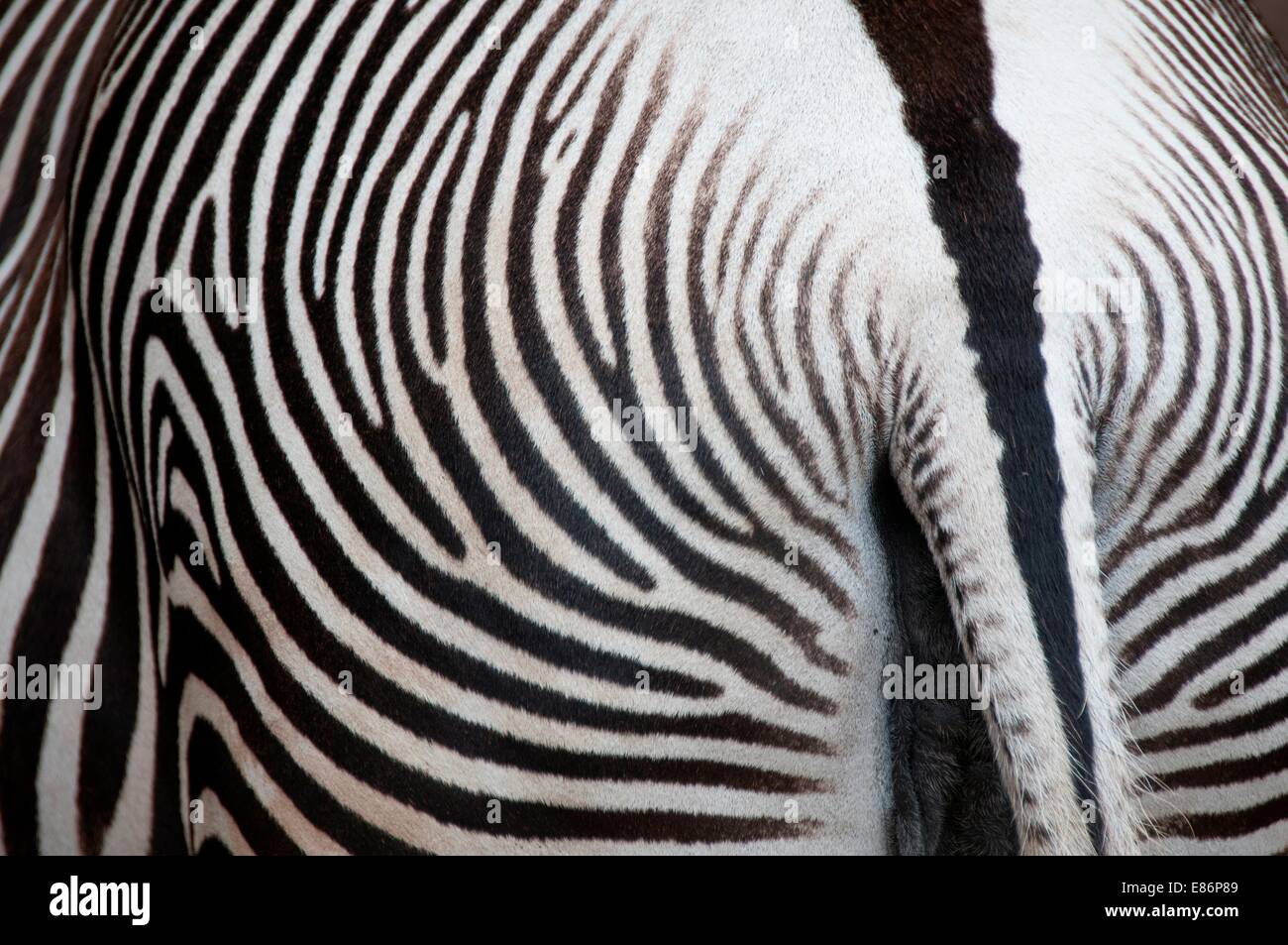 Striped zebra bottom hi-res stock photography and images - Alamy