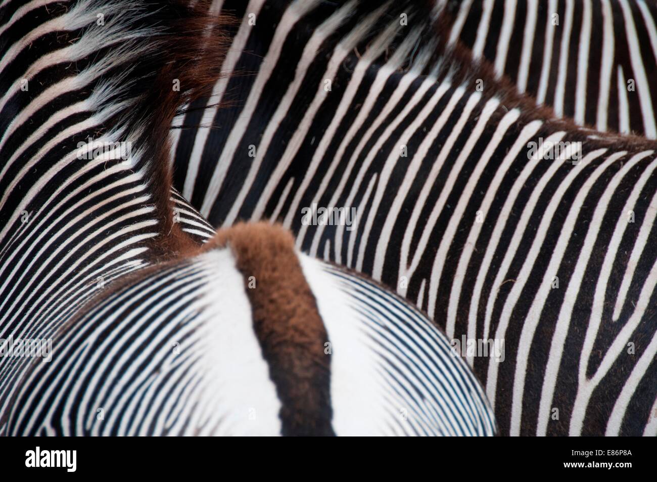 Striped zebra bottom hi-res stock photography and images - Alamy