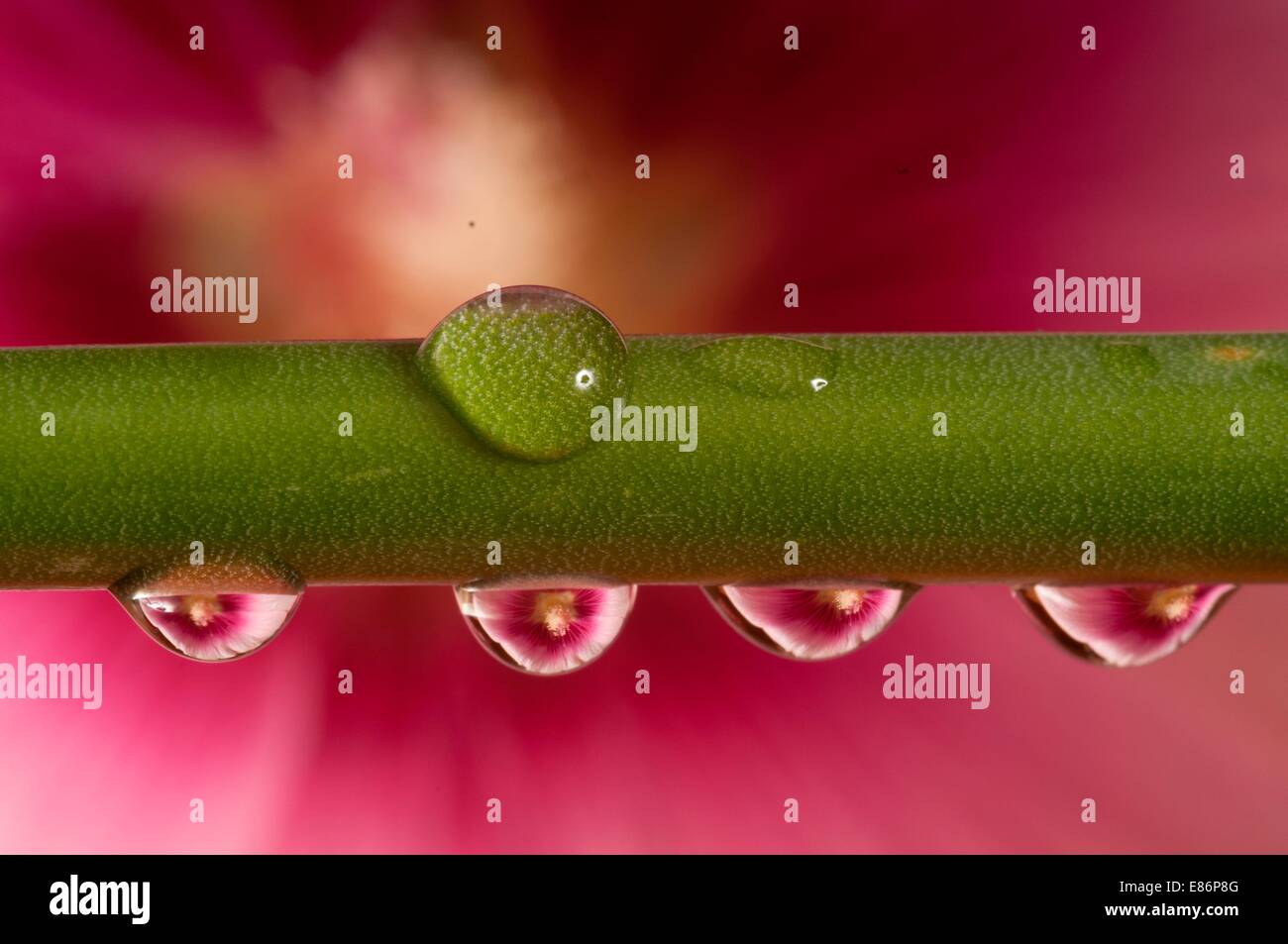 Water droplet on a flower Stock Photo - Alamy