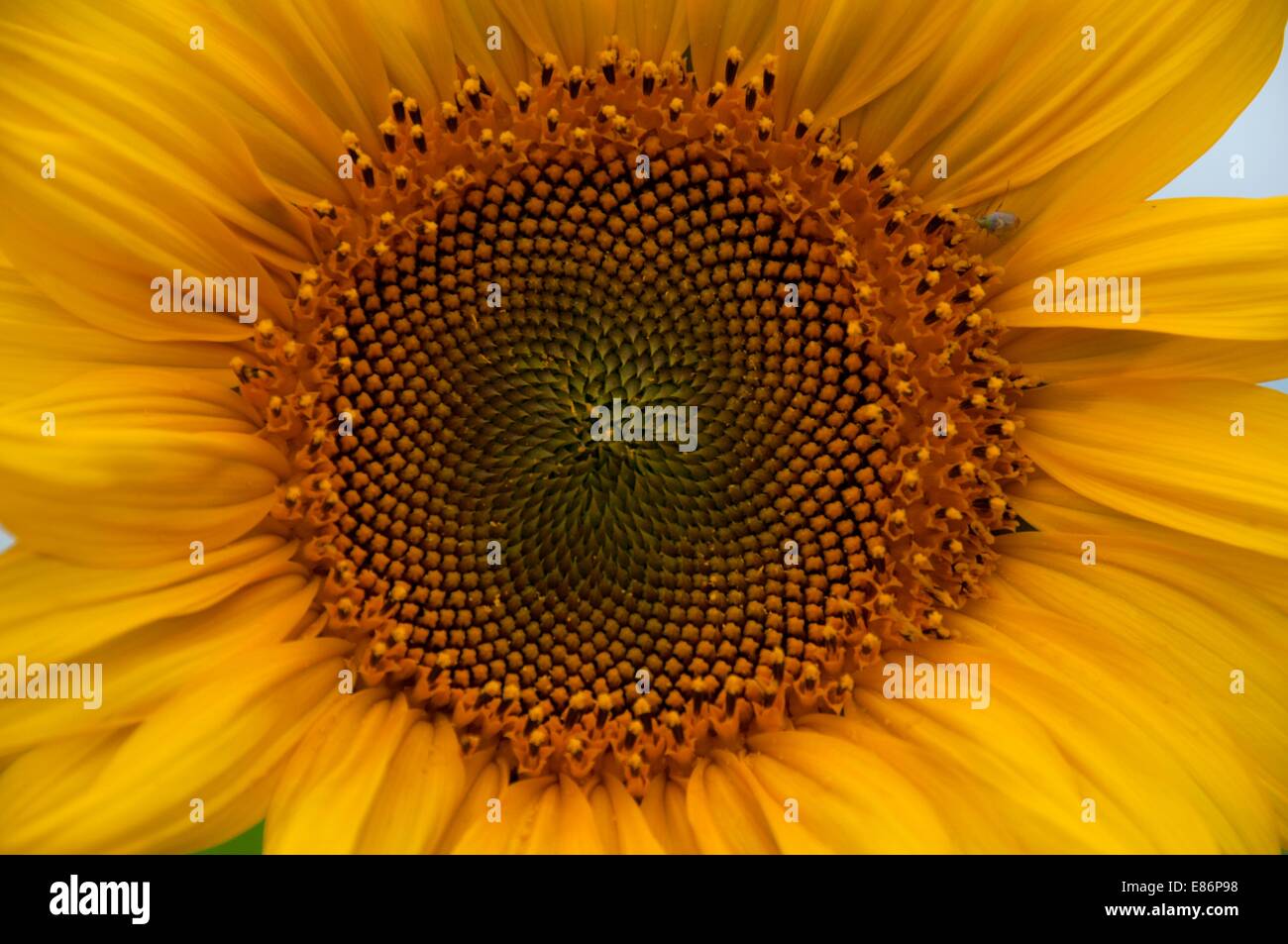 Close-up of a sunflower Stock Photo - Alamy