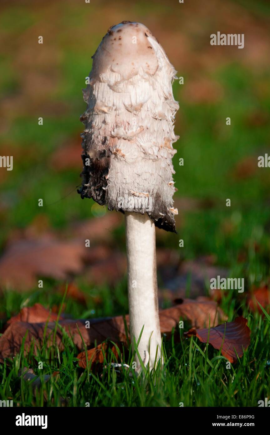 Shaggyinkcap hi-res stock photography and images - Alamy