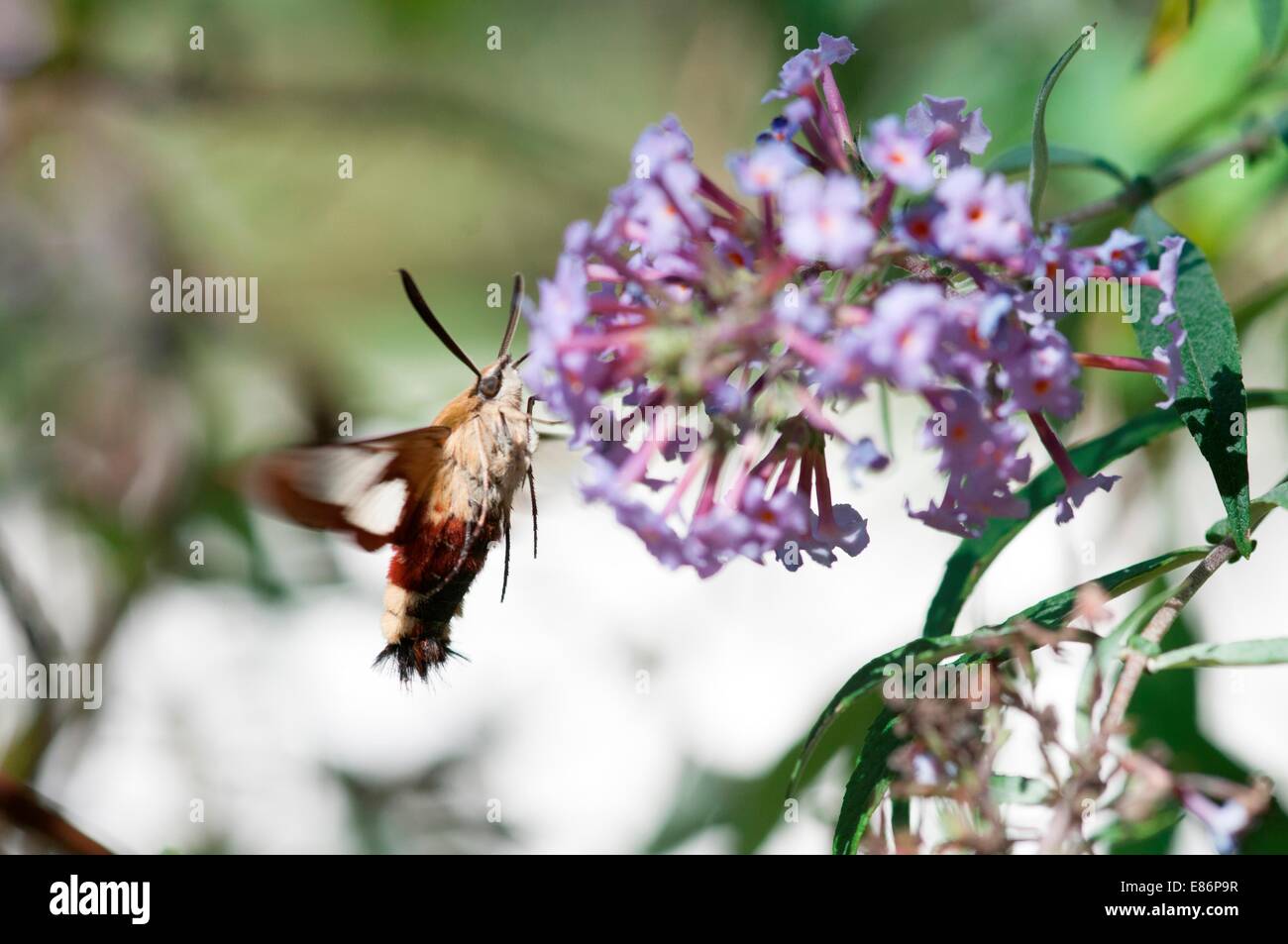 Hummingbird moth on a buddleia bush Stock Photo - Alamy