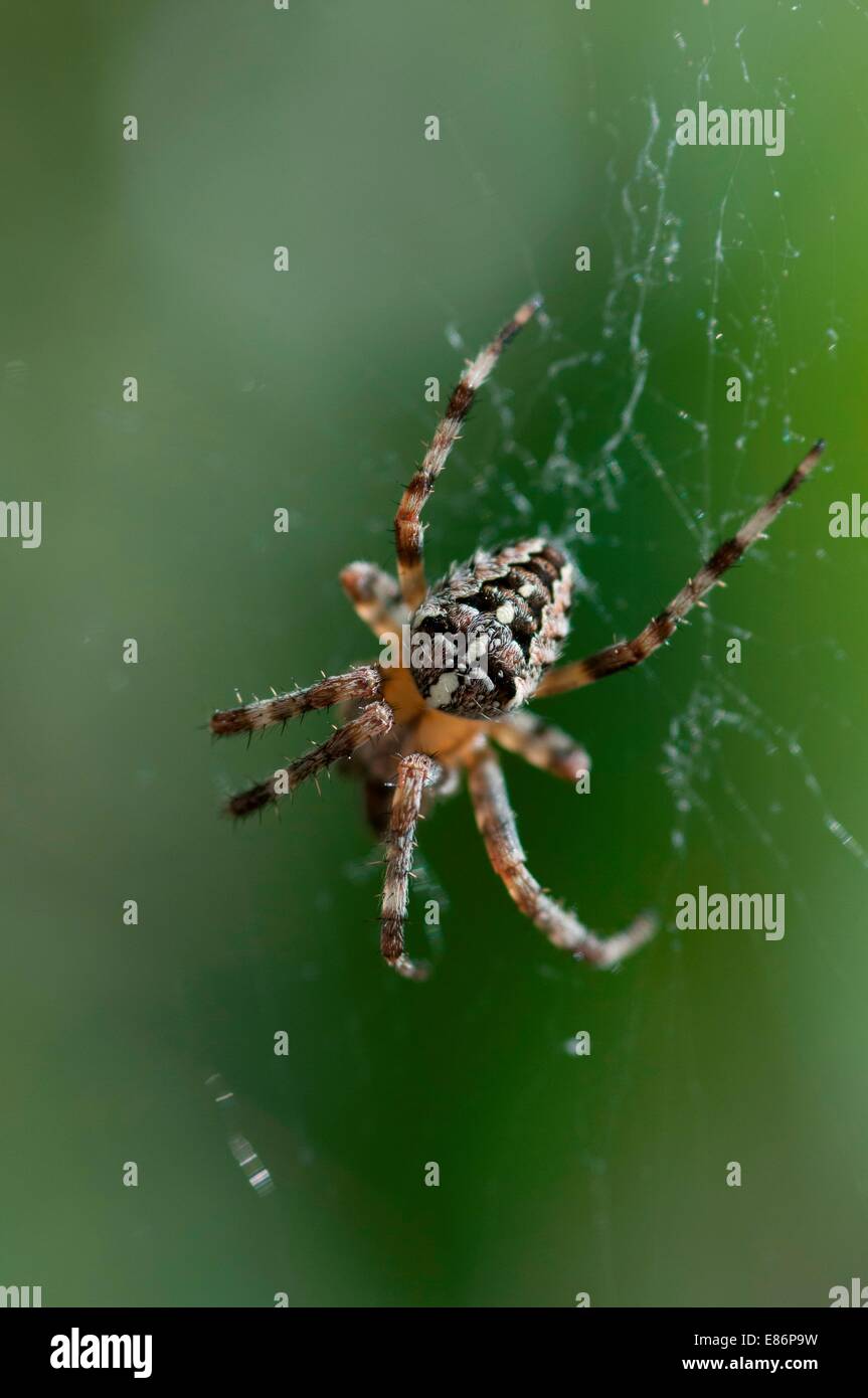 Spider spinning a web Stock Photo - Alamy