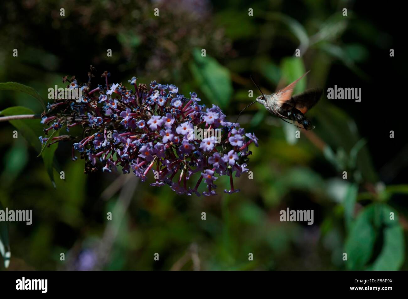 Hummingbird moth on a buddleia bush Stock Photo - Alamy