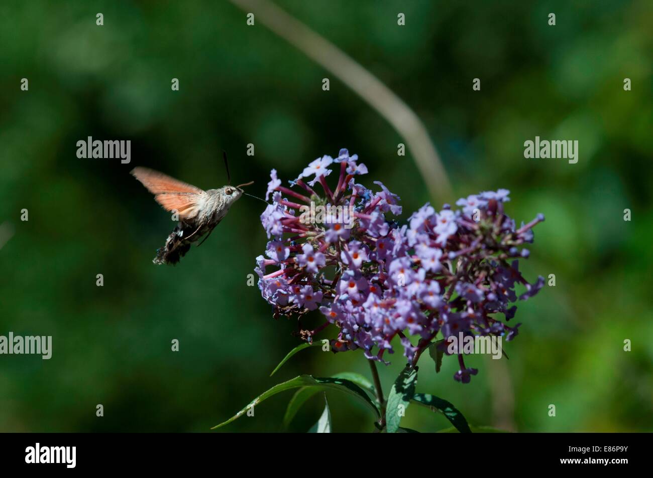Hummingbird moth on a buddleia bush Stock Photo - Alamy