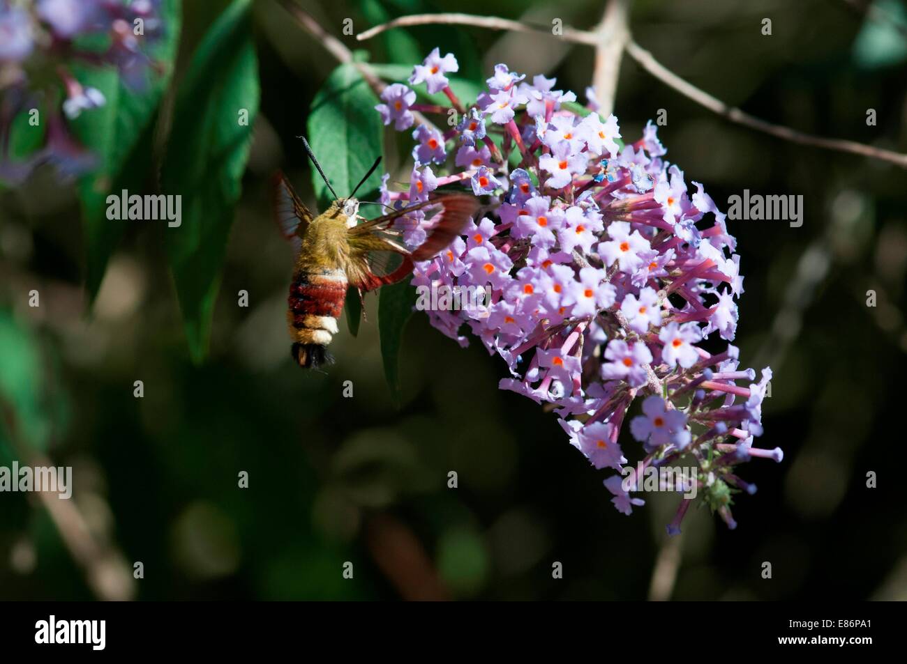 Hummingbird moth on a buddleia bush Stock Photo - Alamy