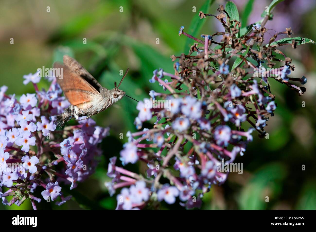 Hummingbird moth on a buddleia bush Stock Photo - Alamy