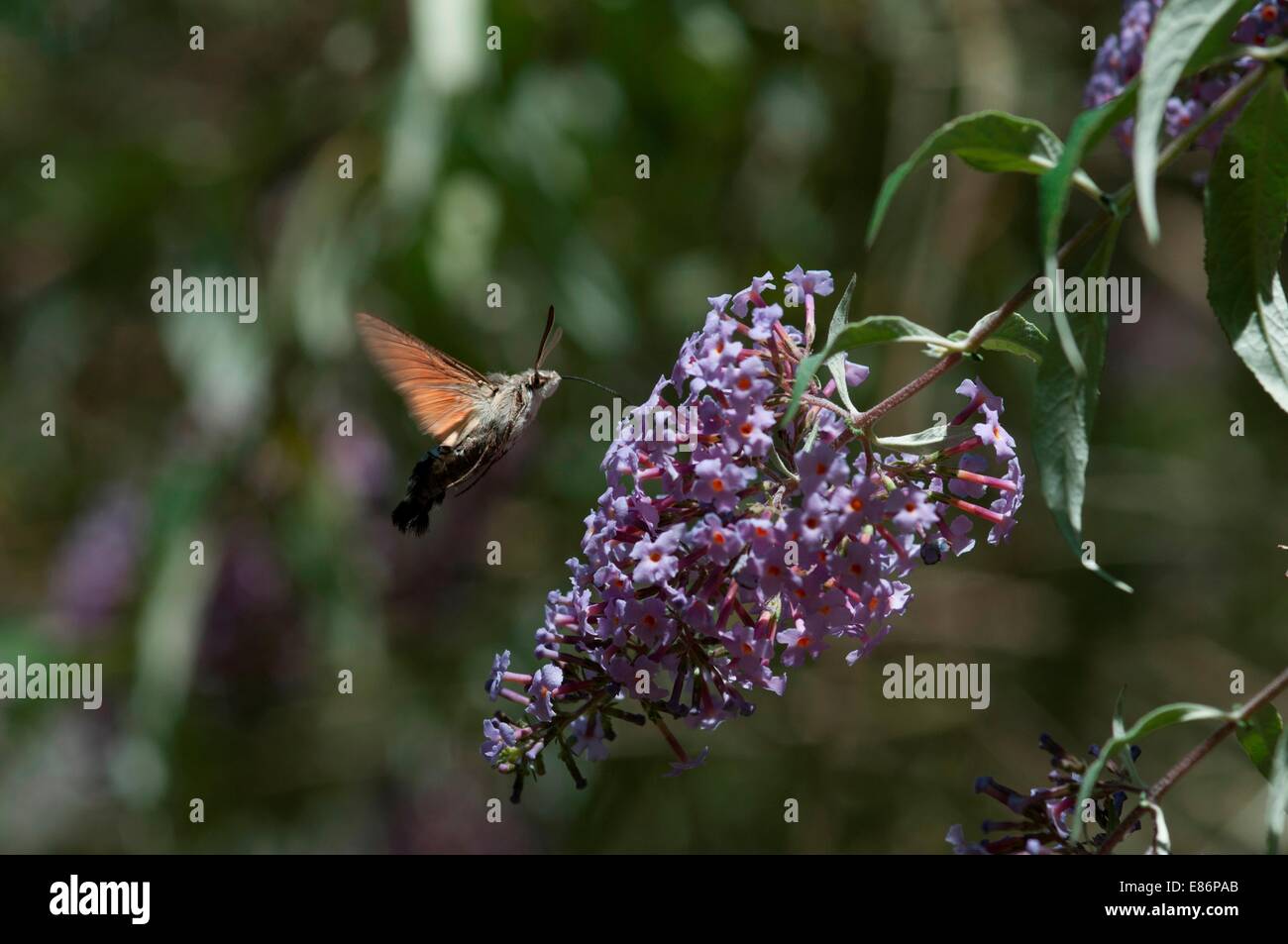 Hummingbird moth on a buddleia bush Stock Photo - Alamy
