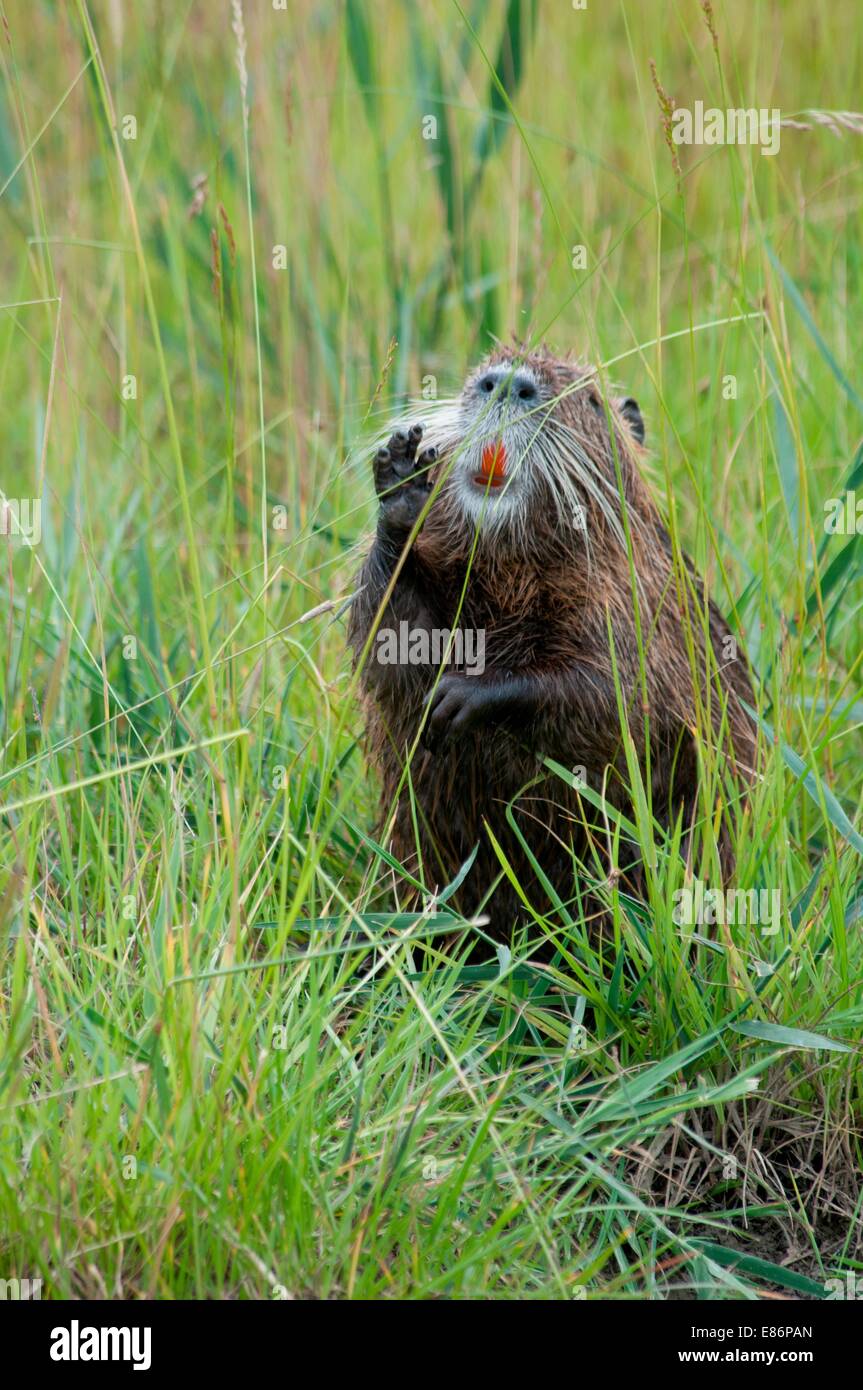 a coypu in a field Stock Photo - Alamy