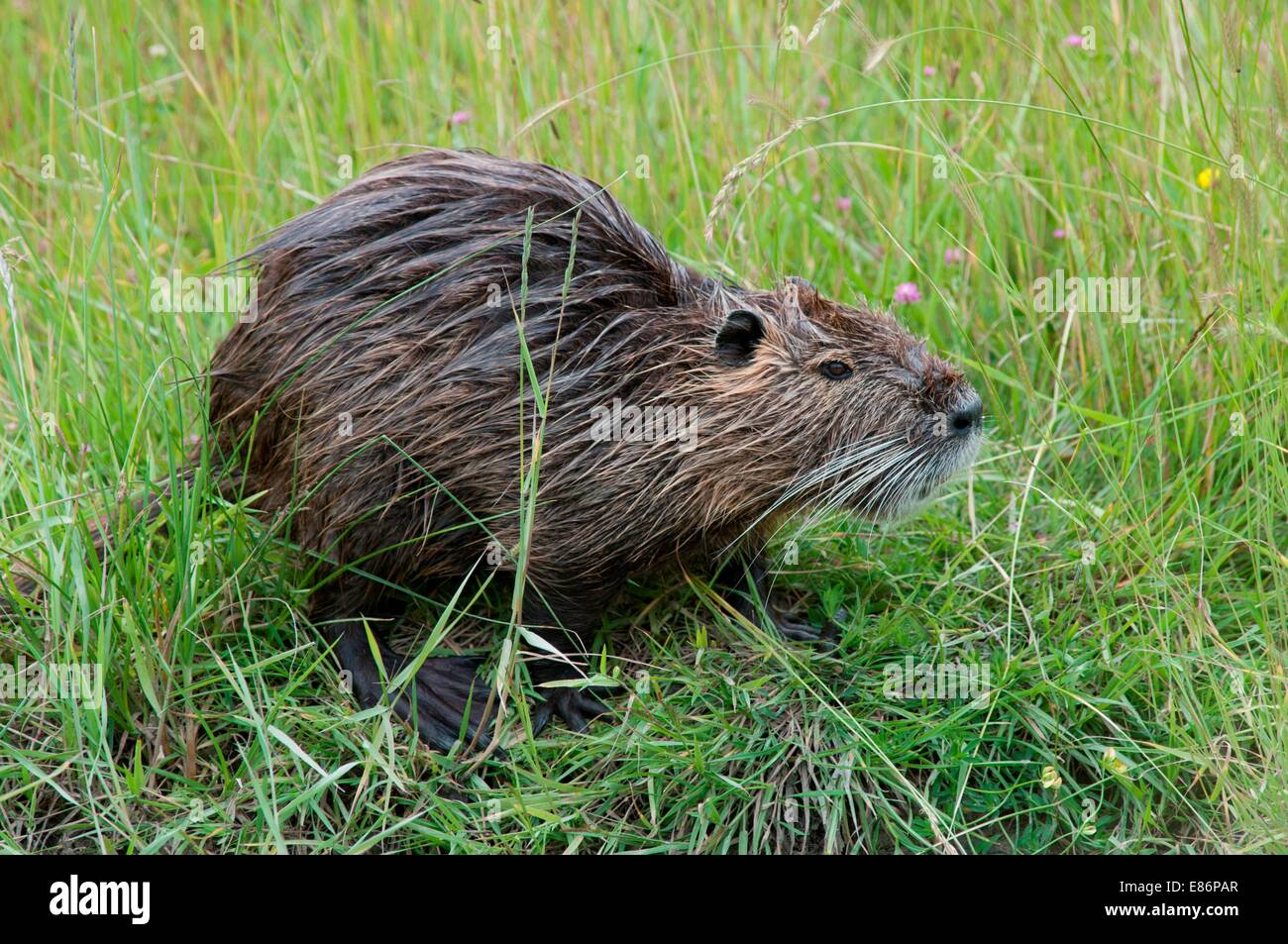 a coypu in a field Stock Photo - Alamy