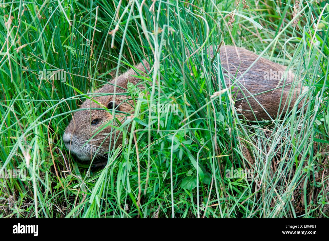 a coypu in a field Stock Photo - Alamy