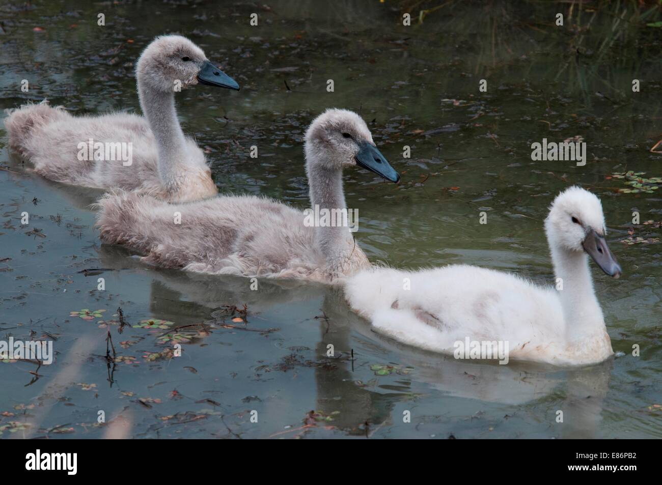 Cygnets swimming in a lake Stock Photo - Alamy