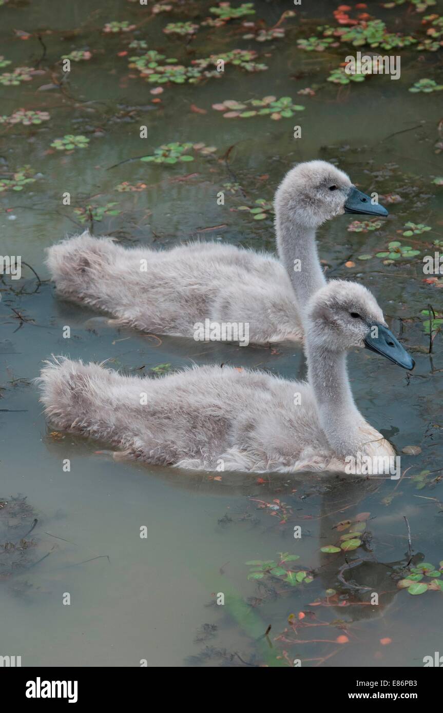 Cygnets swimming in a lake Stock Photo - Alamy