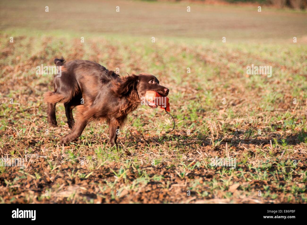 A dog with a chew toy Stock Photo - Alamy