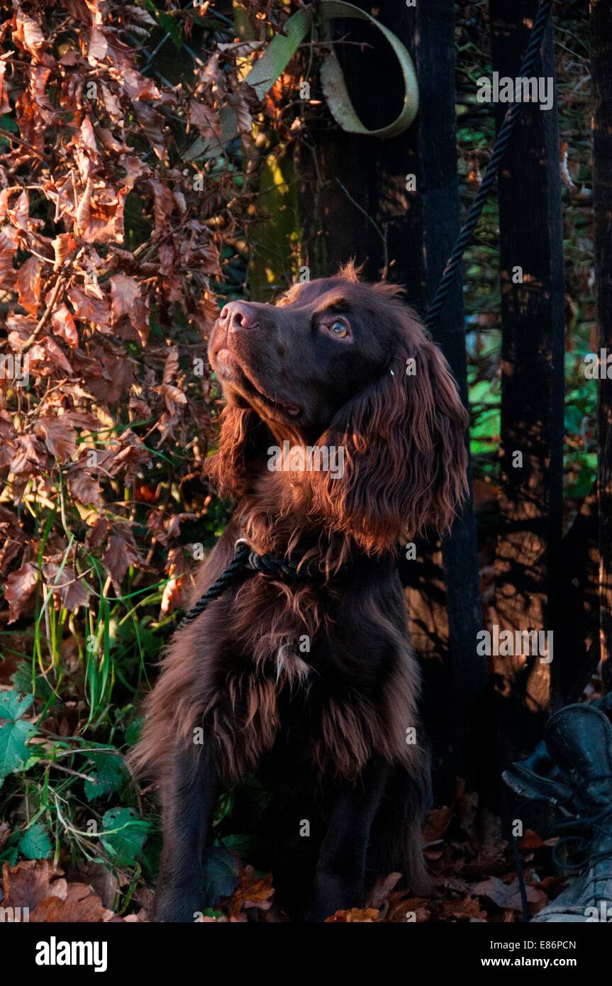 A dog waiting by a gate Stock Photo - Alamy