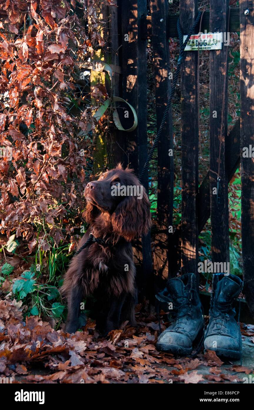 A dog waiting by a gate Stock Photo - Alamy