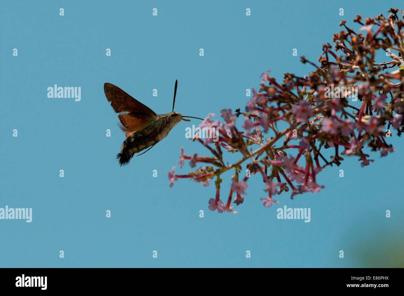 Hummingbird moth on a buddleia bush Stock Photo - Alamy