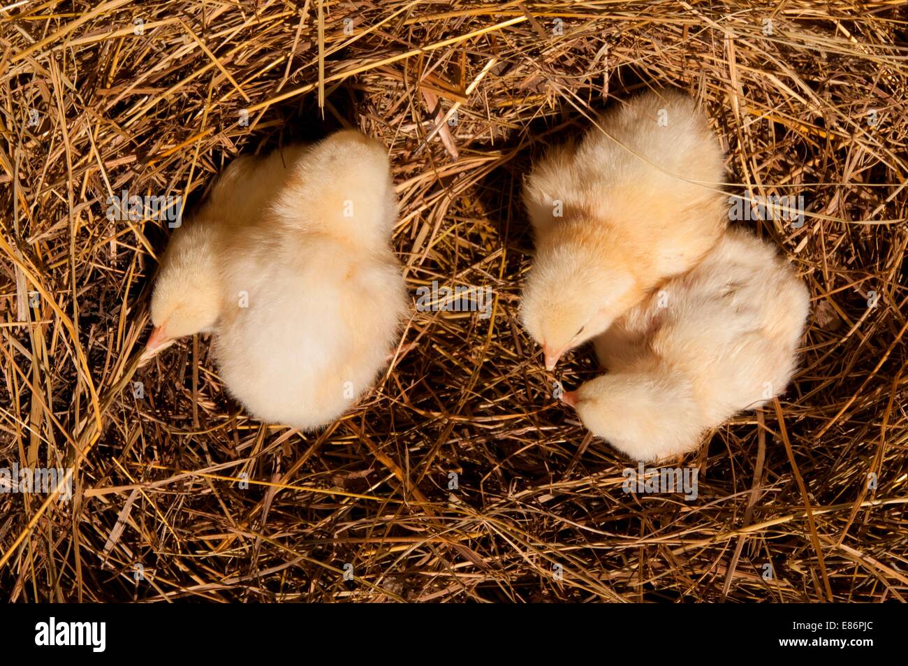 Chick in a nest Stock Photo - Alamy