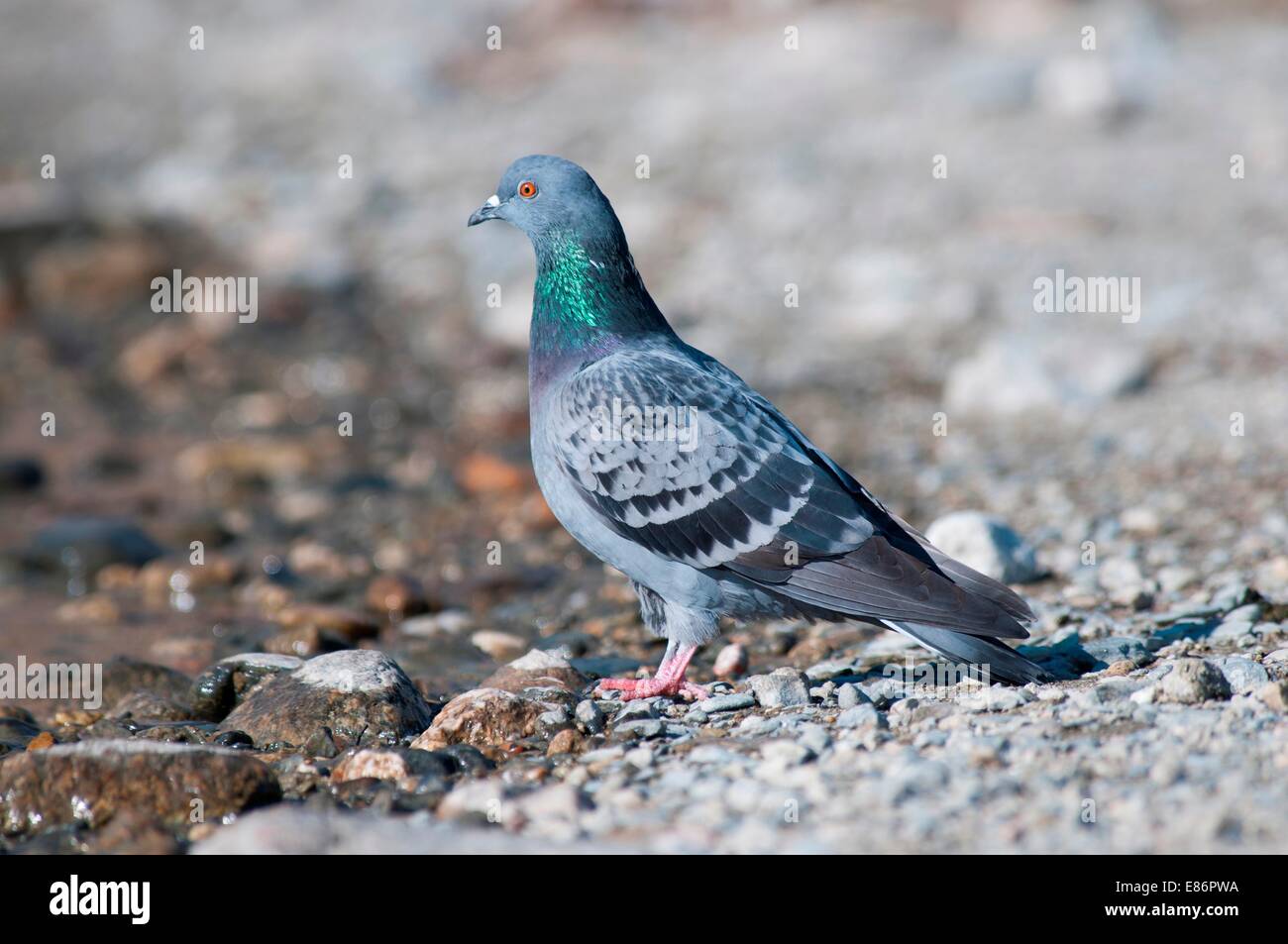 A pidgeon on the waters edge Stock Photo - Alamy