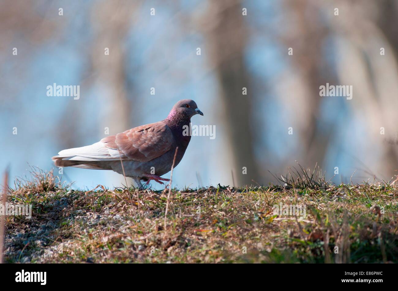 03c93200 hi-res stock photography and images - Alamy