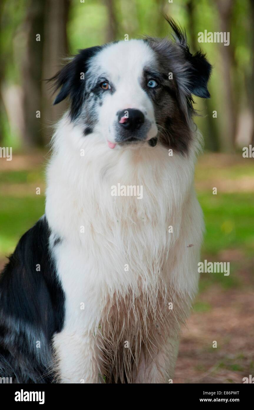 A border collie sitting Stock Photo - Alamy