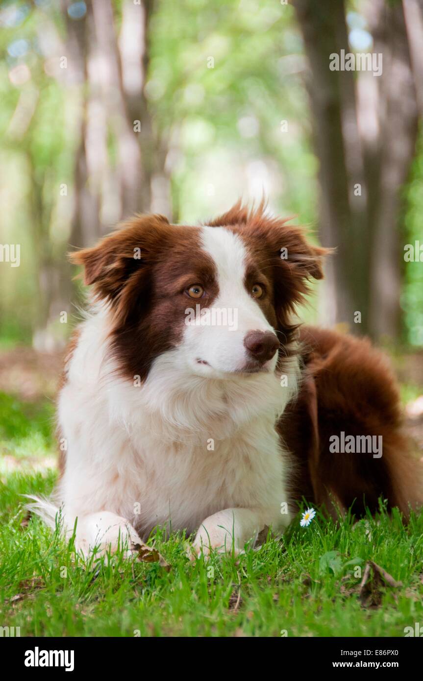 A border collie laying down Stock Photo - Alamy