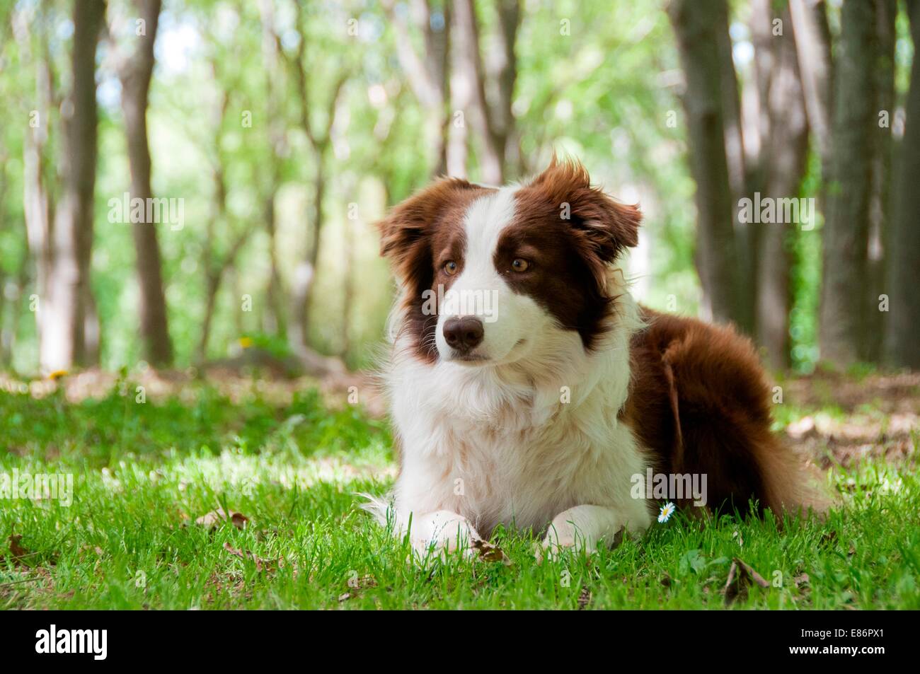 A border collie laying down Stock Photo - Alamy