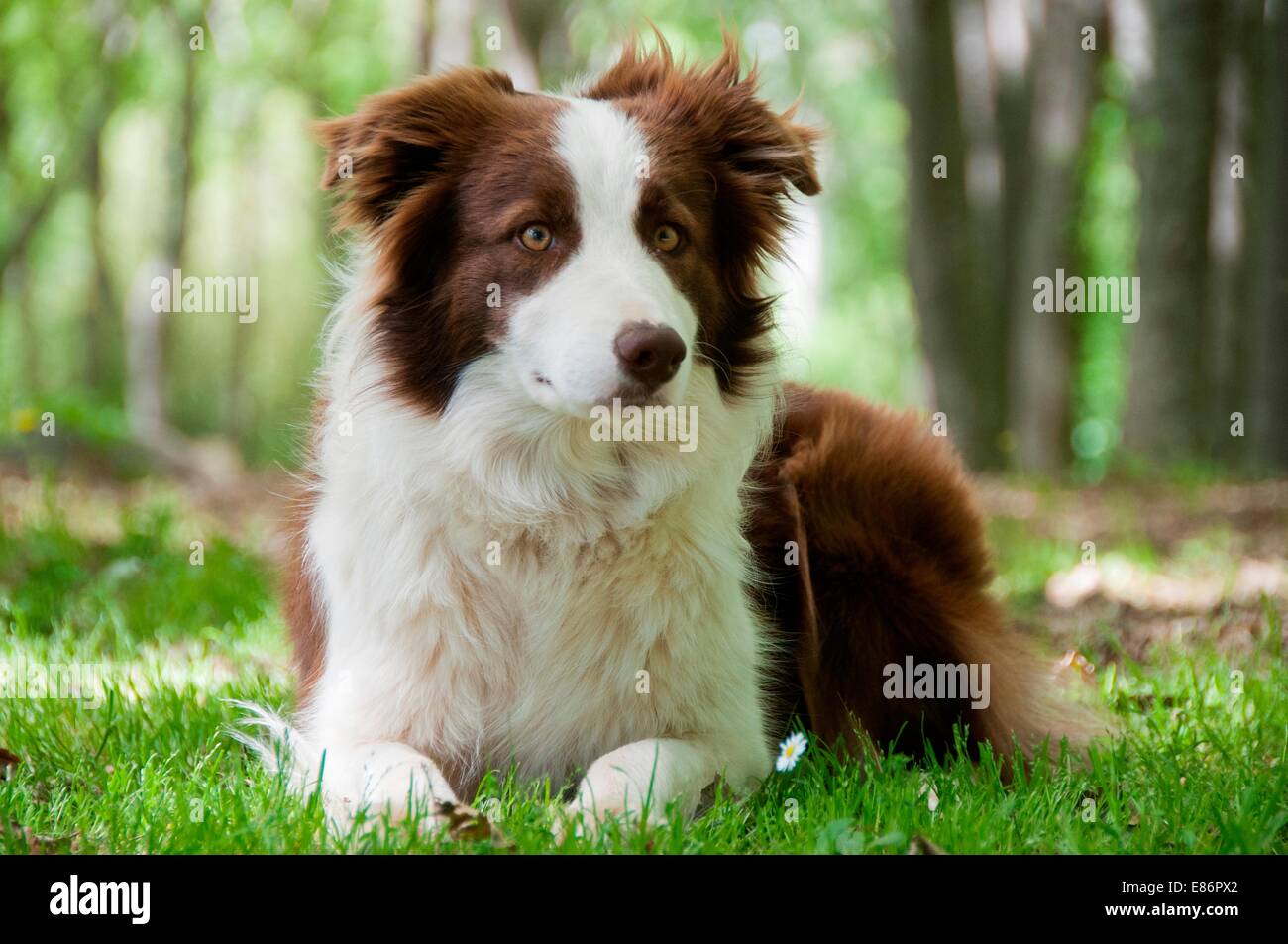A border collie laying down Stock Photo - Alamy