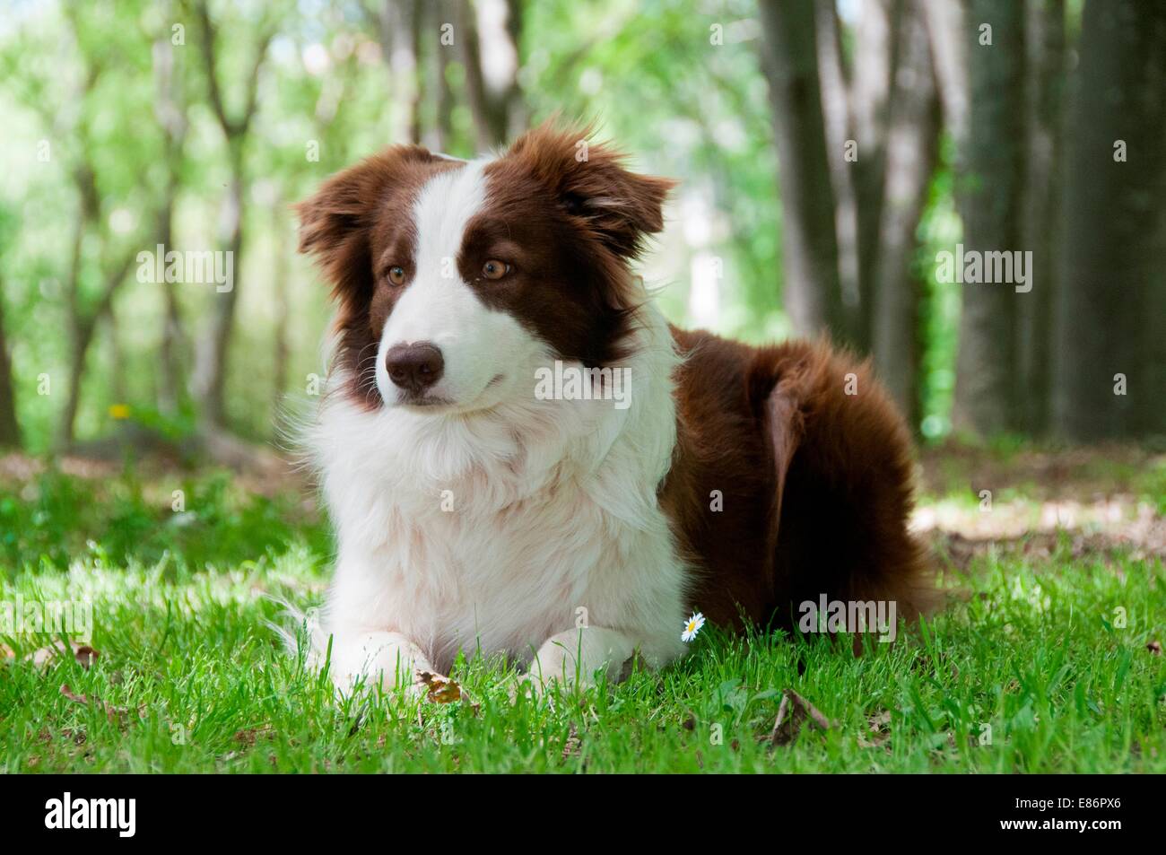 A border collie laying down Stock Photo - Alamy