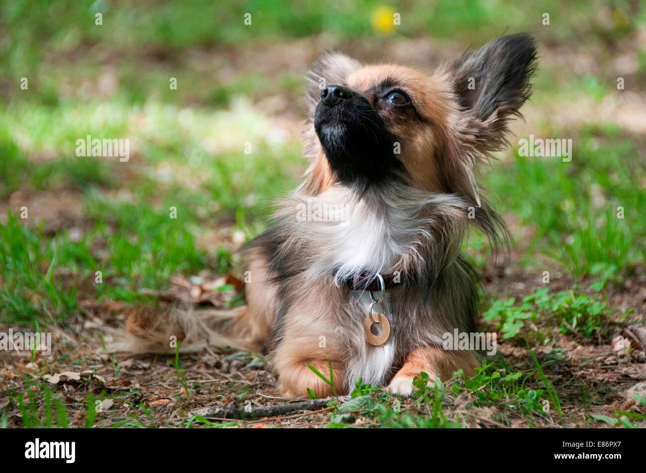 A chihuahua laying down Stock Photo - Alamy
