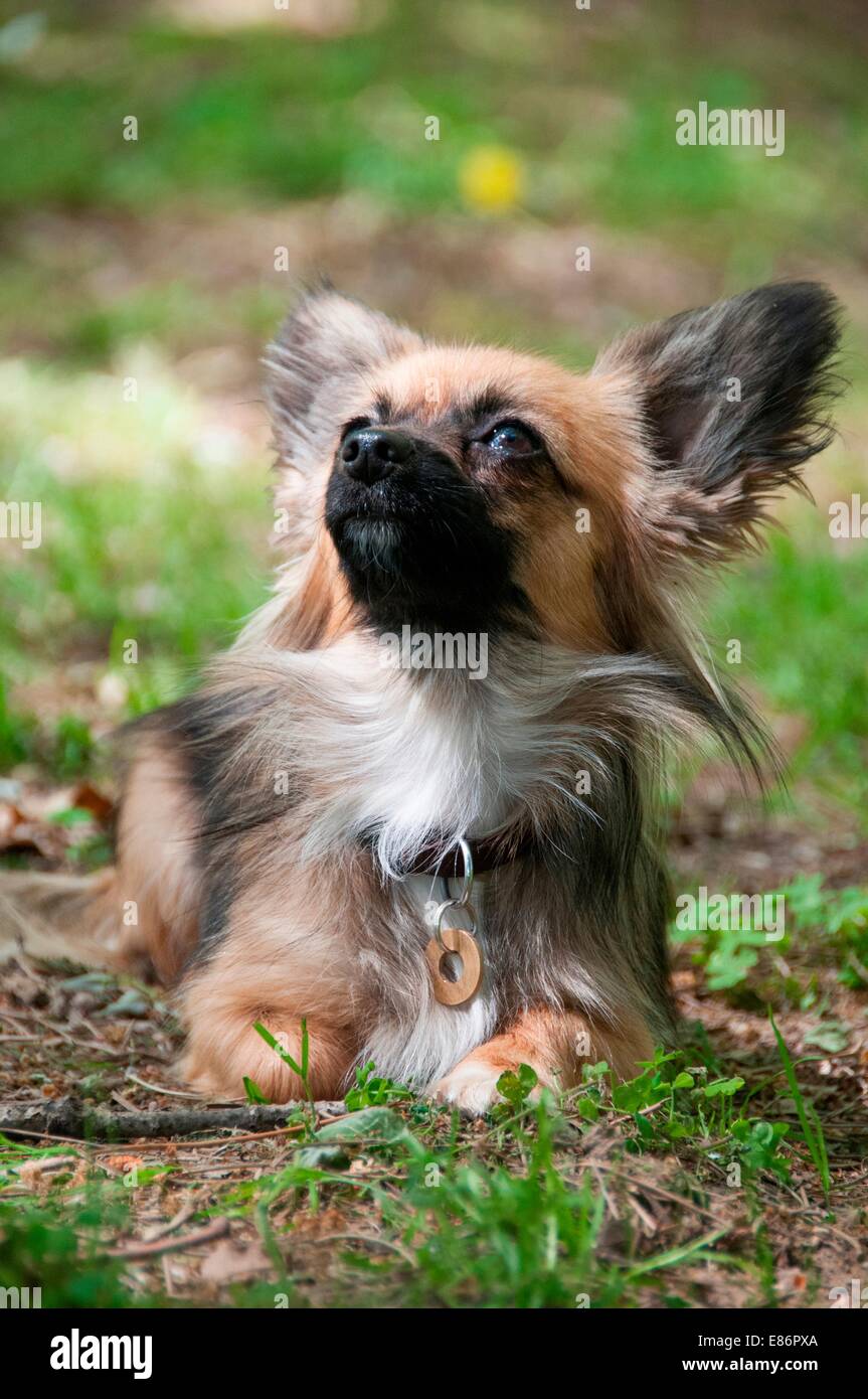 A dog laying down Stock Photo - Alamy