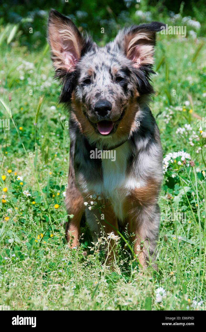 A dog in a field Stock Photo - Alamy