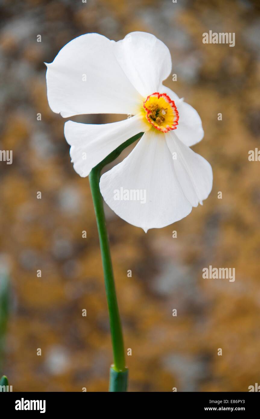a close-up of a Narcissus flower Stock Photo - Alamy