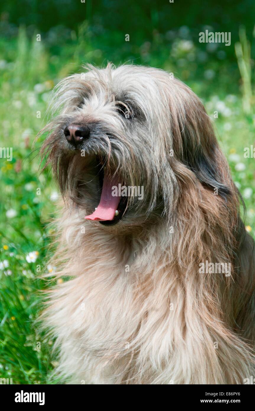 A dog in a field Stock Photo - Alamy